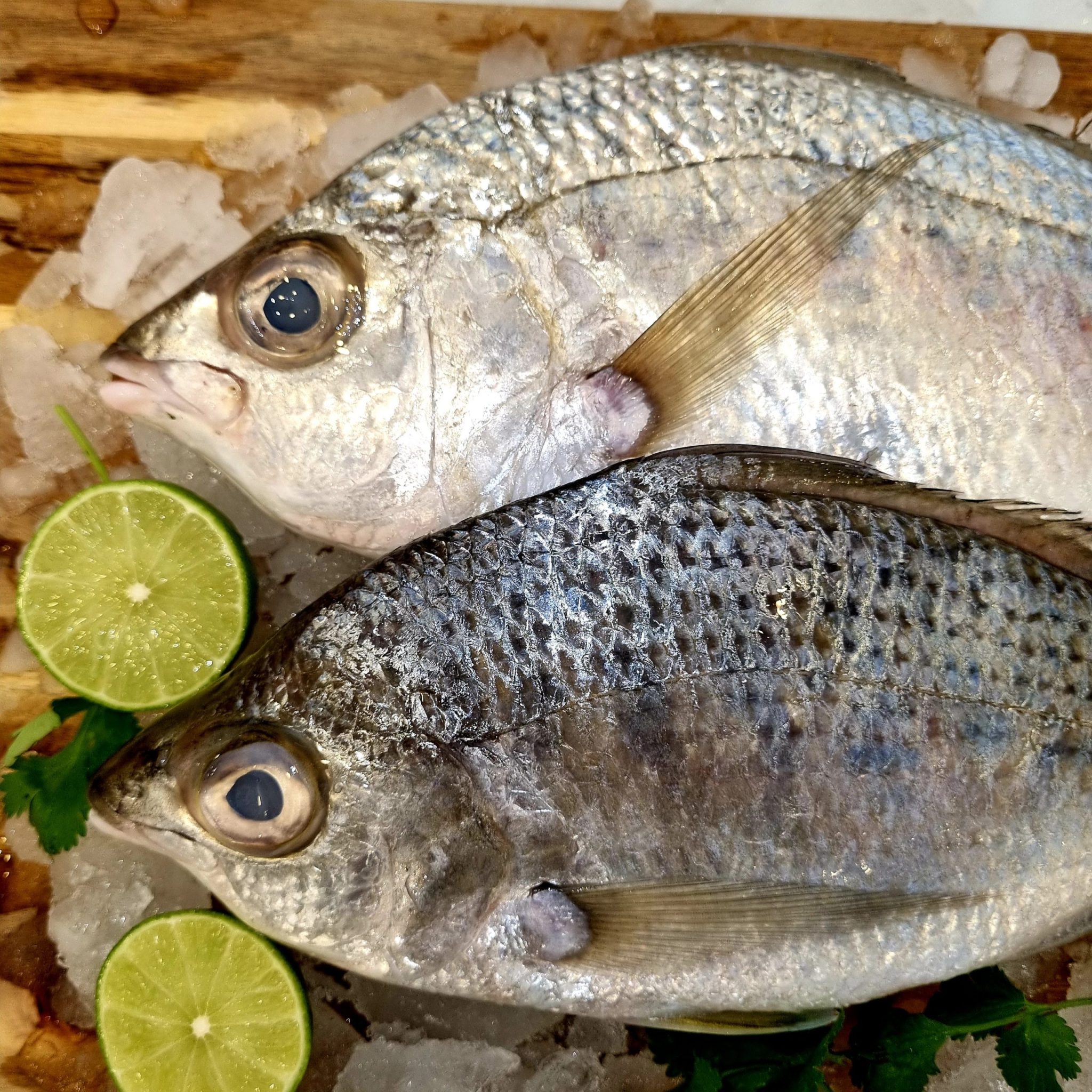 Mojarra – Balandra Seafood Market